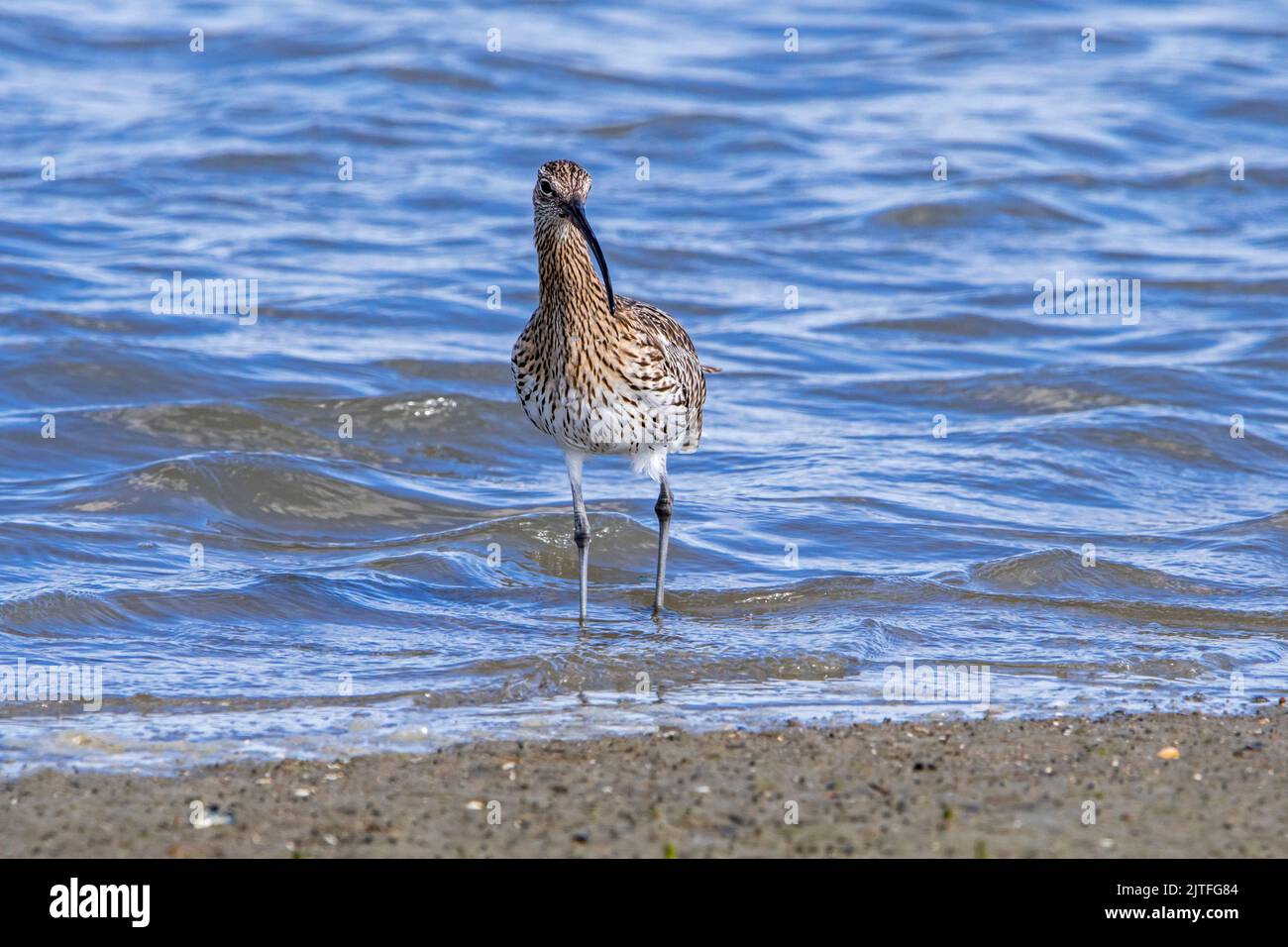 Eurasian curlew / common curlew (Numenius arquata) foraging in shallow ...