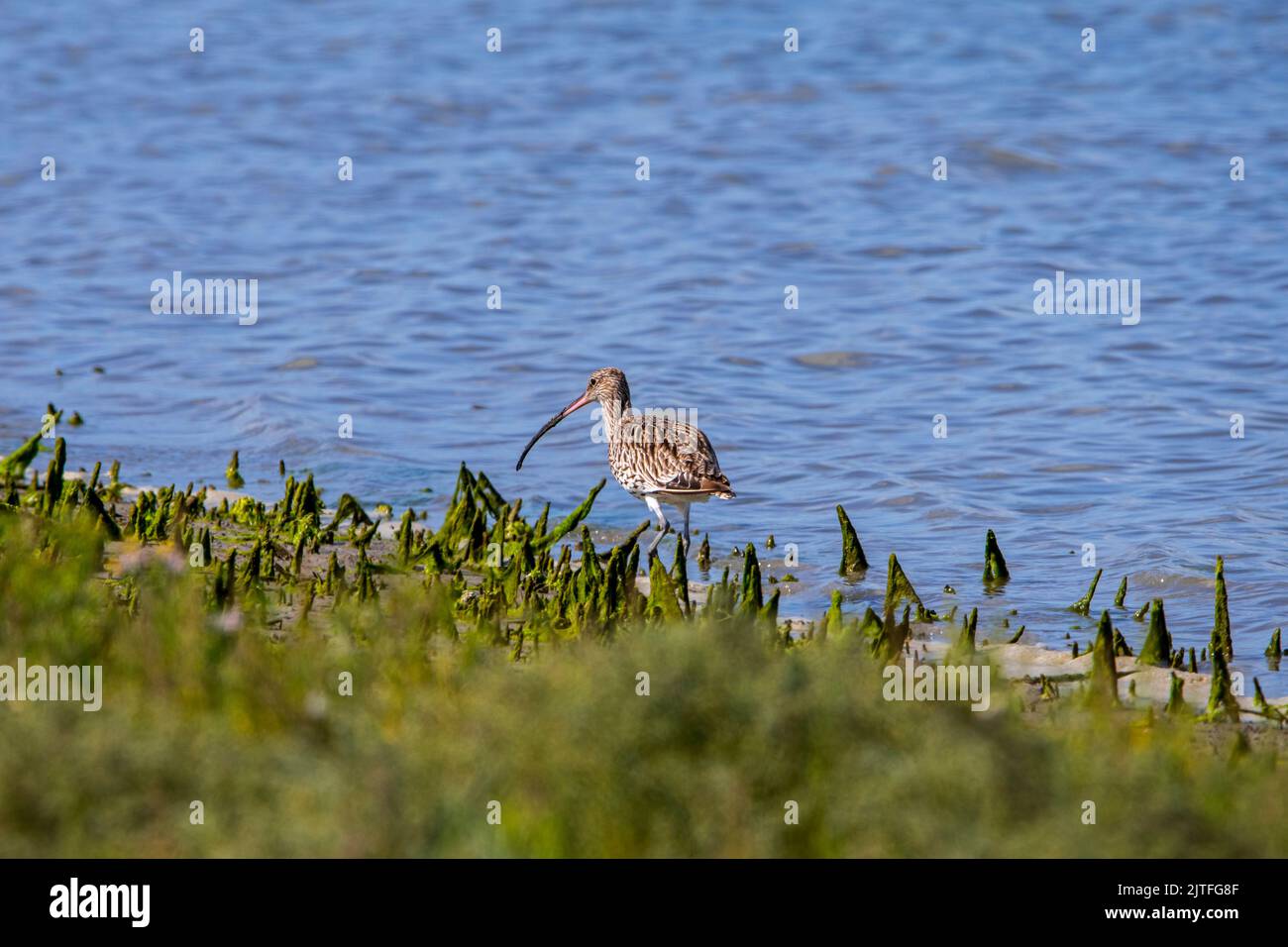 Eurasian curlew / common curlew (Numenius arquata) foraging along lake ...