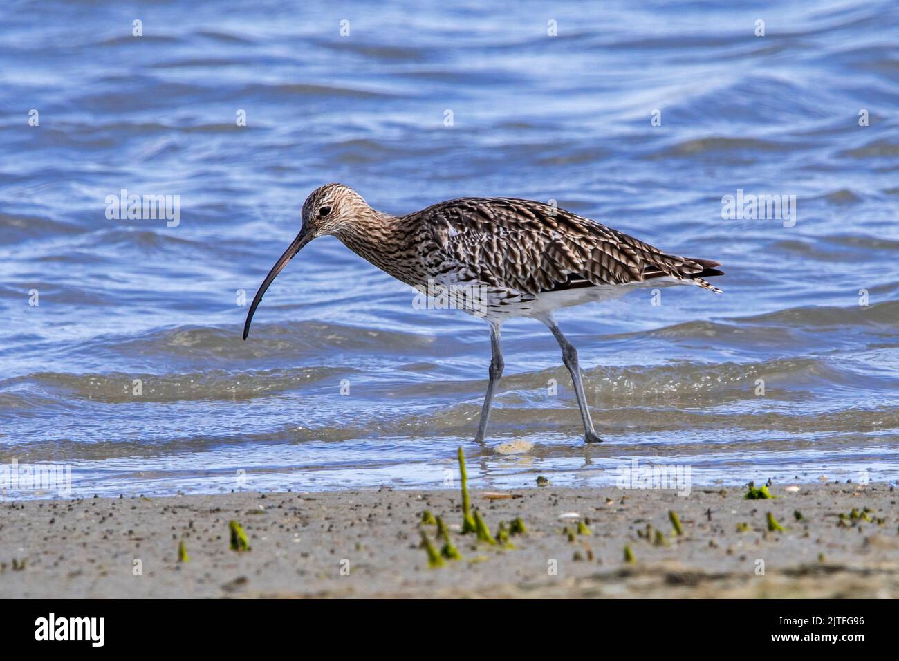 Eurasian curlew / common curlew (Numenius arquata) foraging along lake ...