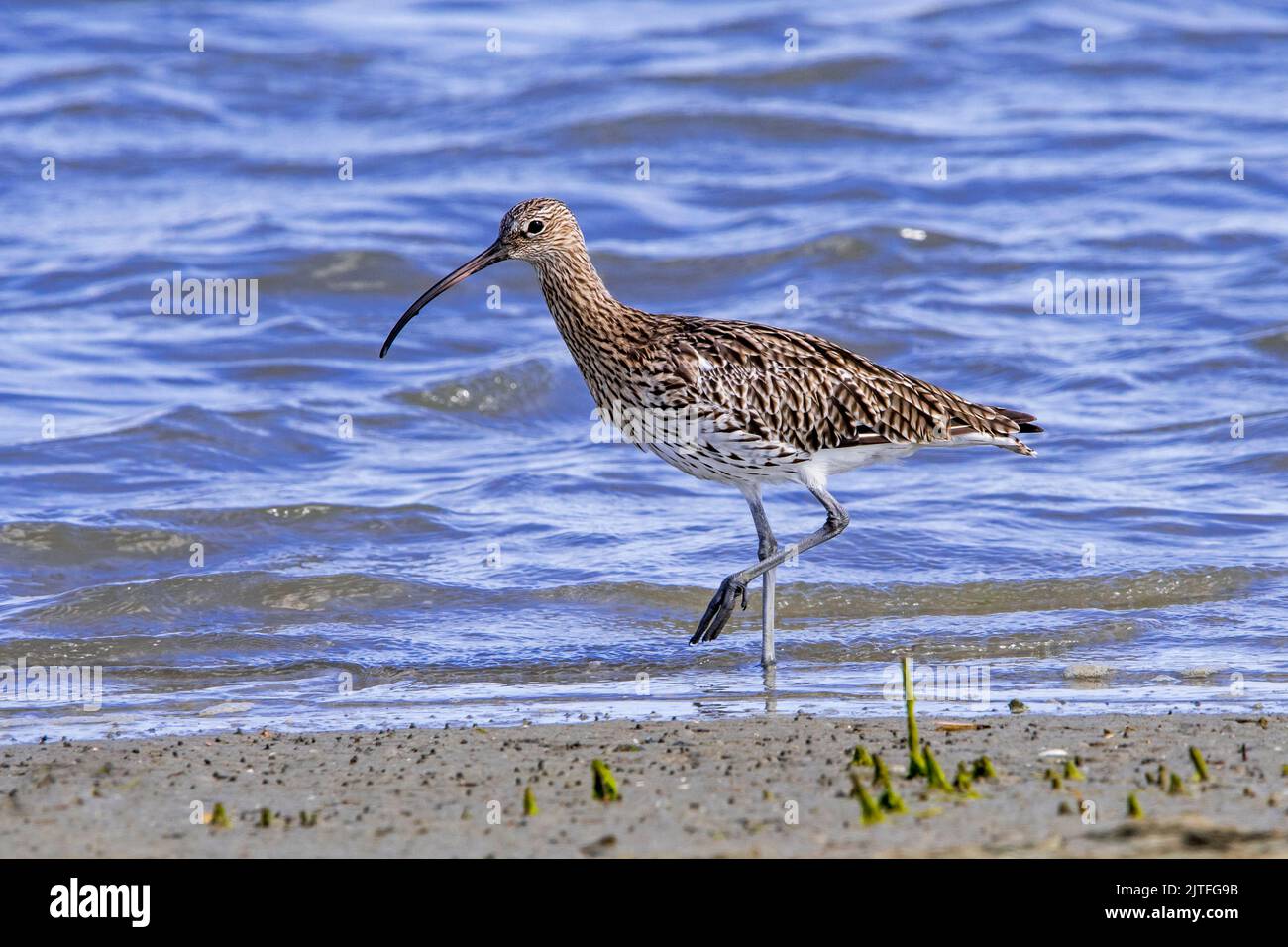 Eurasian curlew / common curlew (Numenius arquata) foraging along lake ...