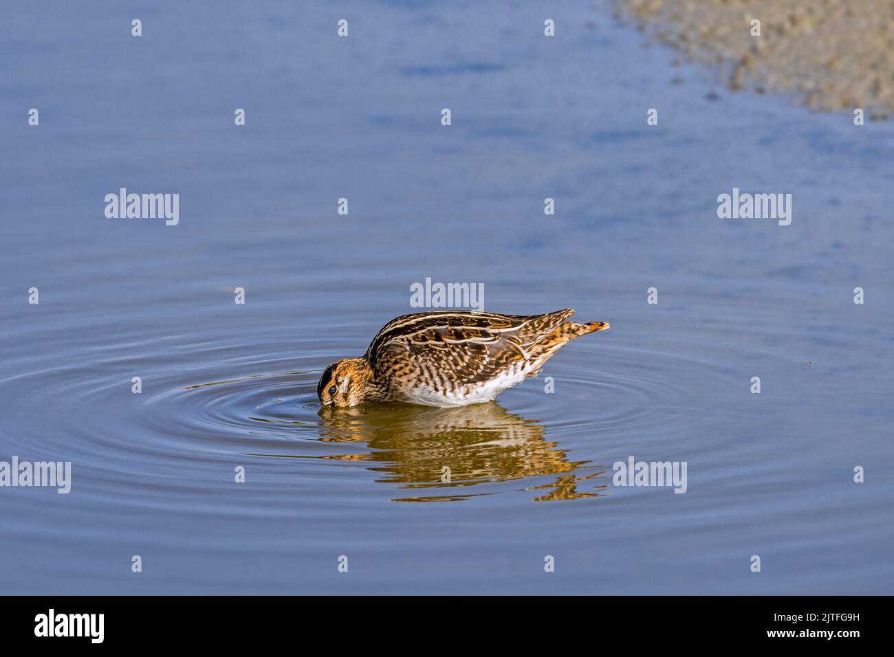 Common snipe (Gallinago gallinago) foraging in shallow water by probing ...