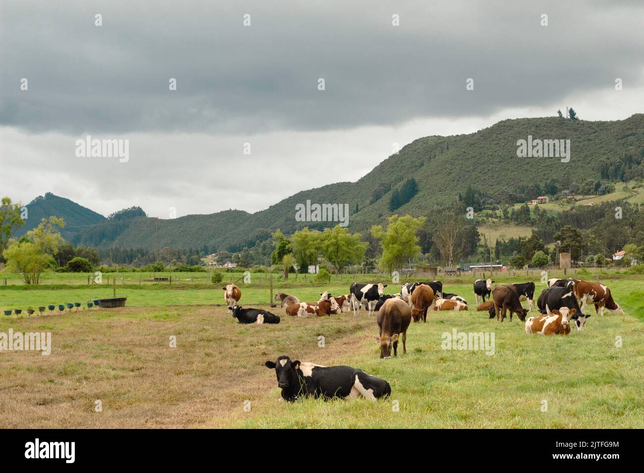 Beautiful colombian landscape, with cows, in the rural hills of Tenjo ...