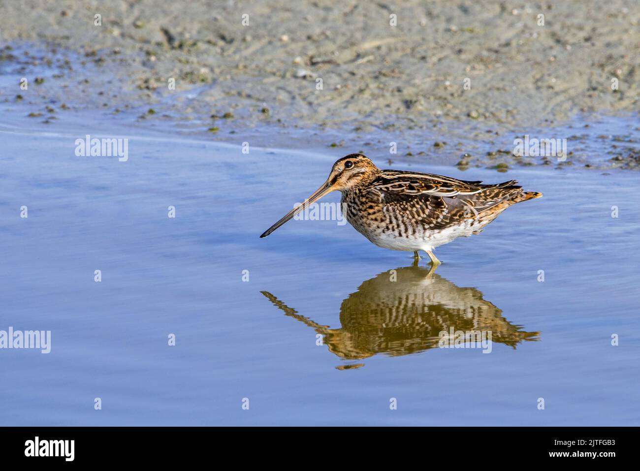 Common snipe (Gallinago gallinago) foraging in shallow water by probing ...