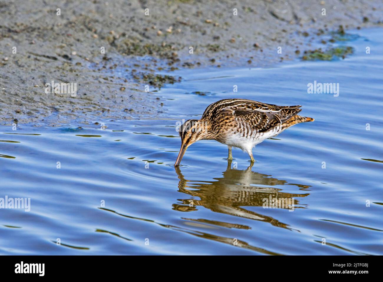 Common snipe (Gallinago gallinago) foraging in shallow water by probing ...