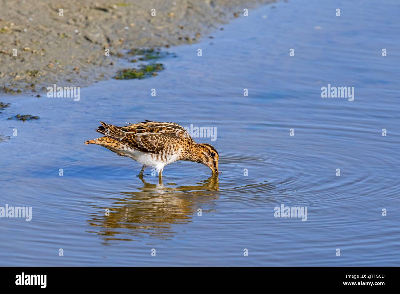 Common snipe (Gallinago gallinago) foraging in shallow water by probing ...