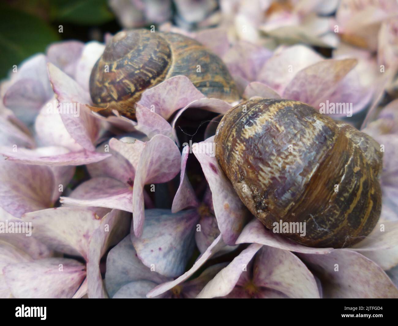 garden snails on a flower Stock Photo - Alamy