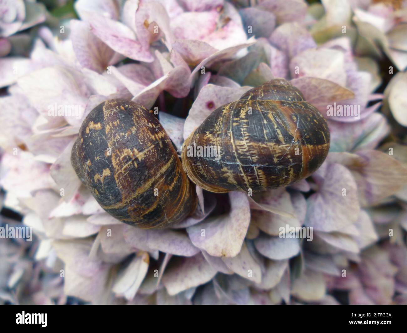 Two garden snails on green hi-res stock photography and images - Alamy