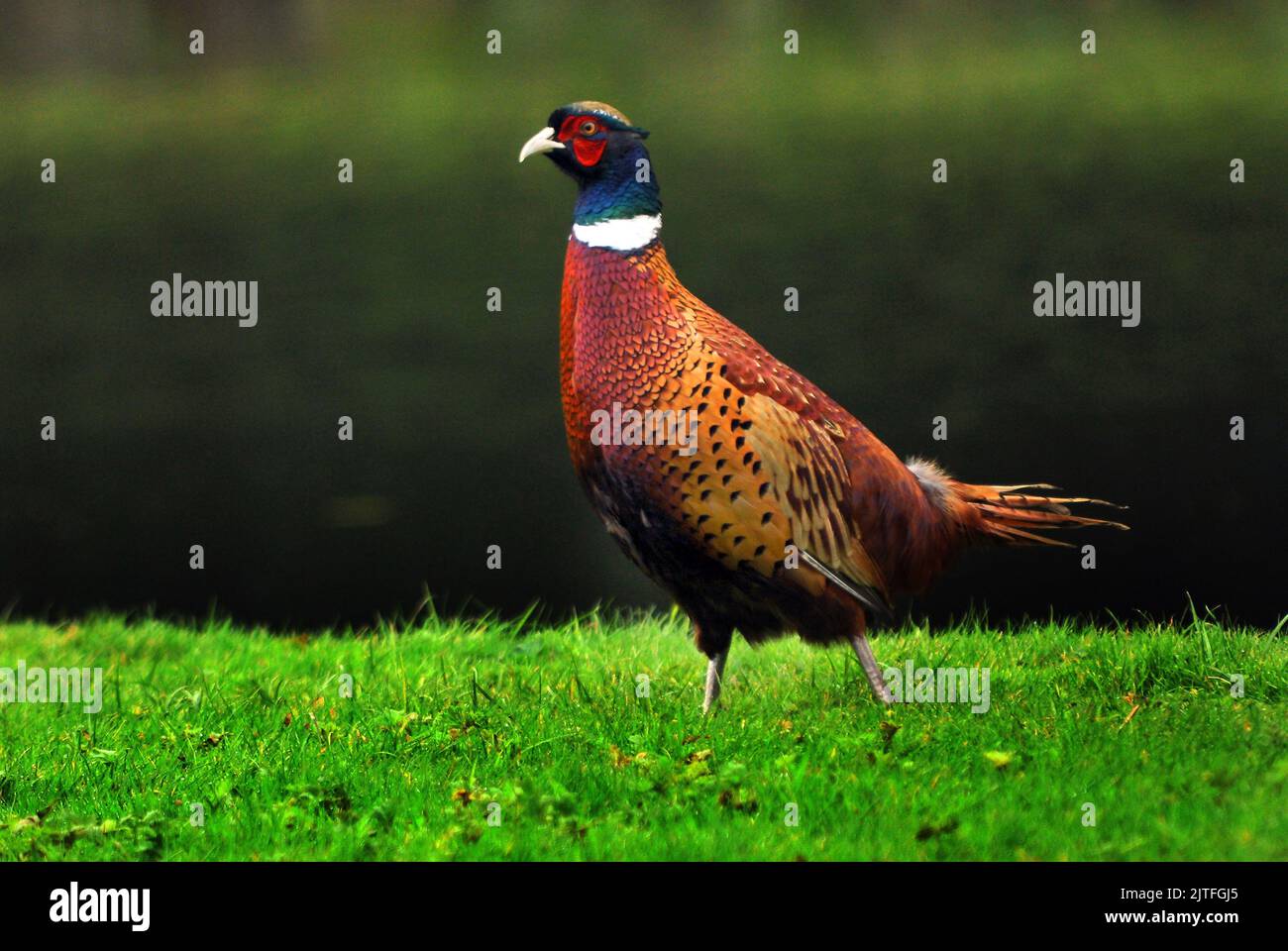 COCK PHEASANT AT STUDLEY ROYAL WATER GARDEN, NEAR RIPON YORKSHIRE. PIC ...