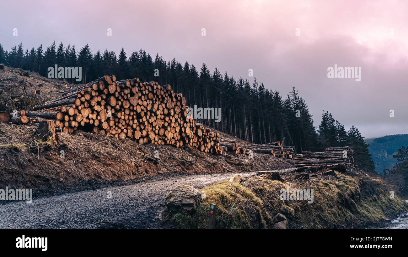 A pile of wood logs captured in a natural scenery with tall trees and ...