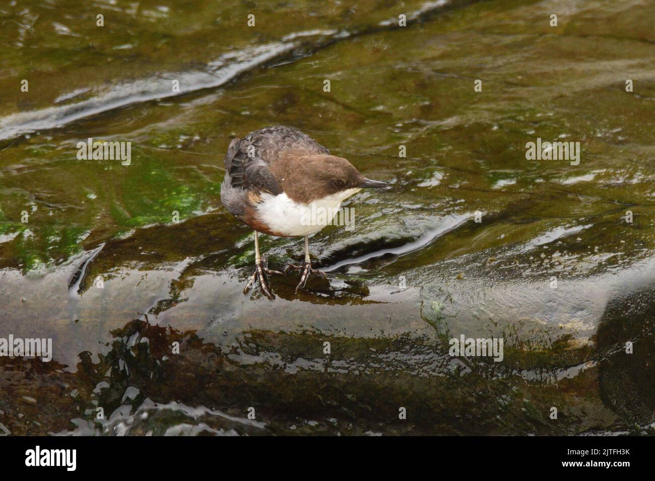 White-throated Dipper on the river Dee. Denbighshire, Wales, UK Stock ...