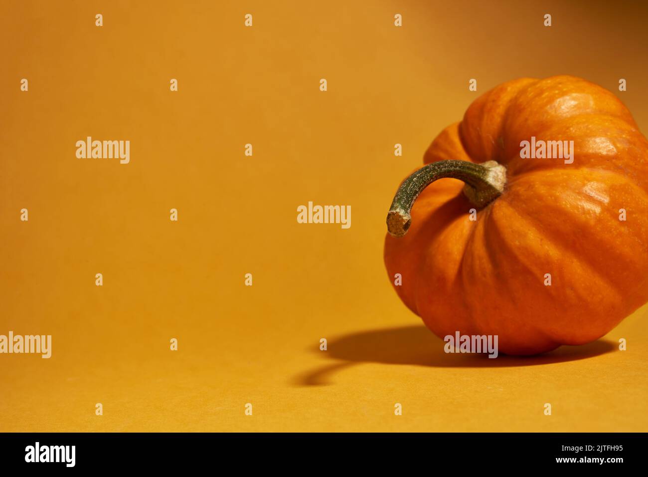 Close-up of a whole ripe pumpkin on an orange background. With space to ...