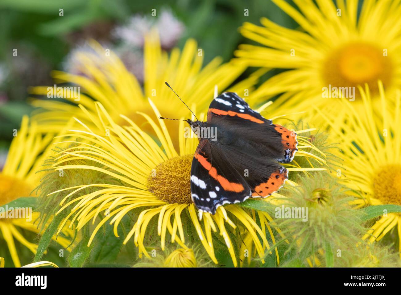 Red Admiral Butterfly, Pitmedden Garden, Aberdeenshire, Scotland, UK ...