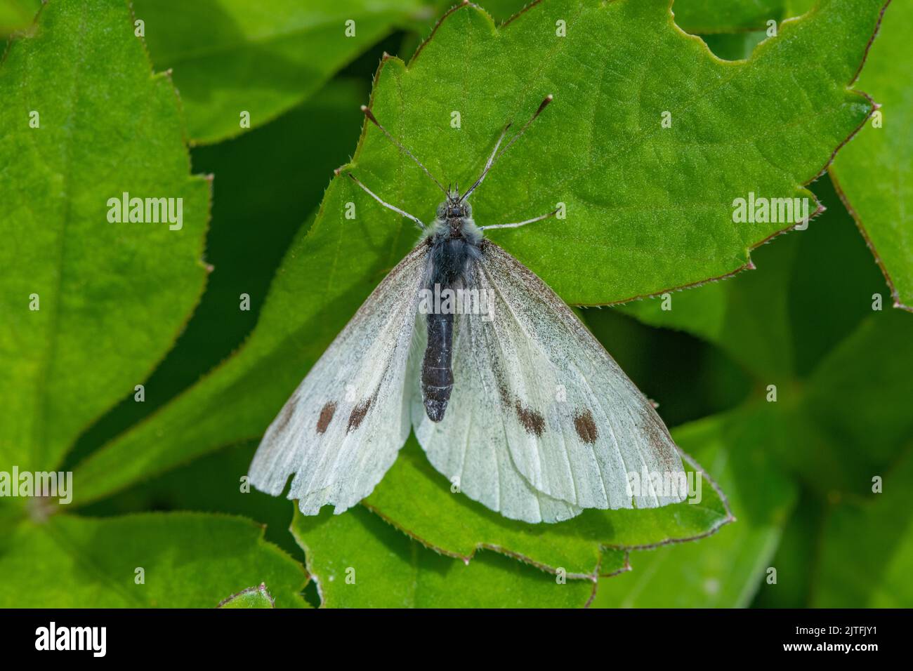 Small white butterfly, (Pieris rapae), Pitmedden Garden, Aberdeenshire ...
