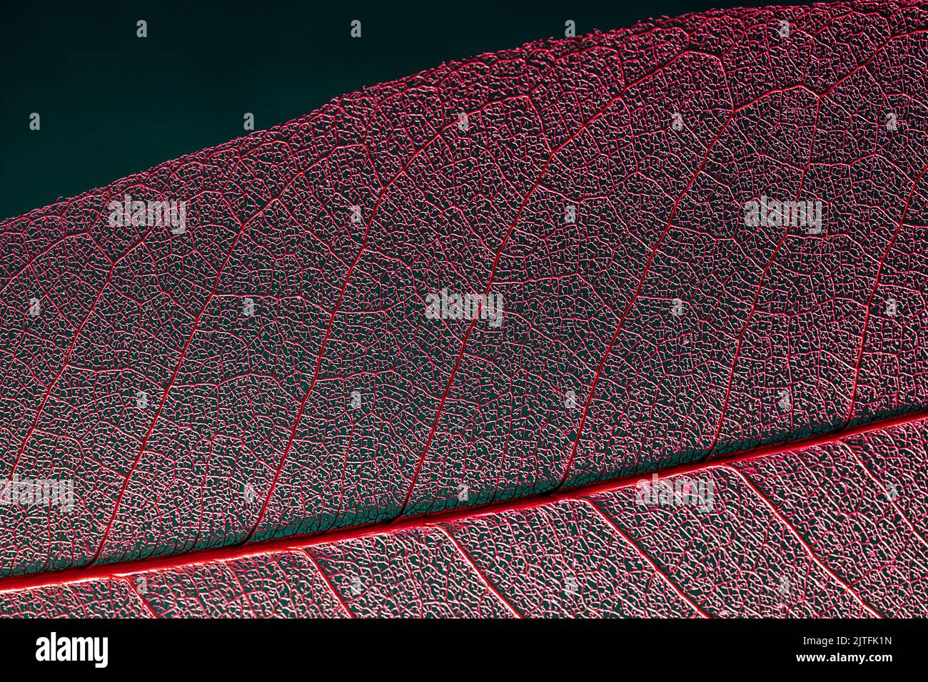 close-up dry magnolia leaf textured background. macro photography ...
