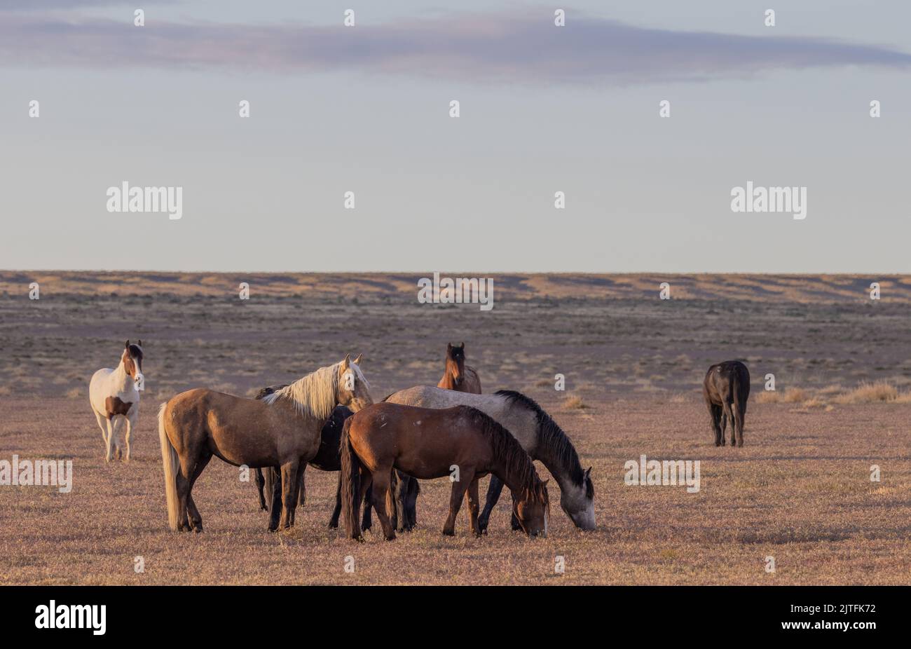 Wild horses in Spring in the Utah Desert Stock Photo - Alamy