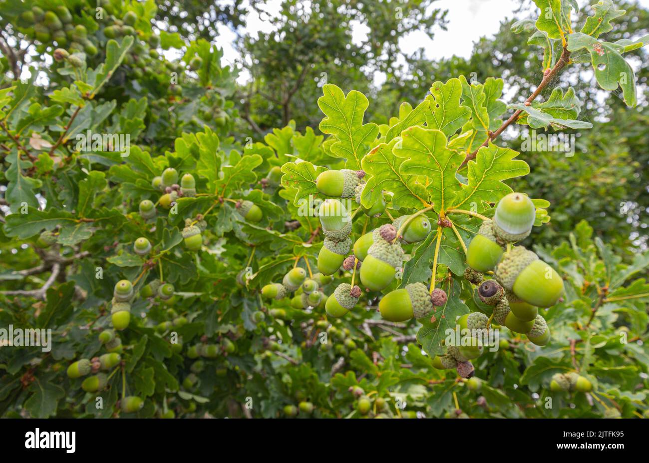 Pedunculate english oak tree hi-res stock photography and images - Alamy
