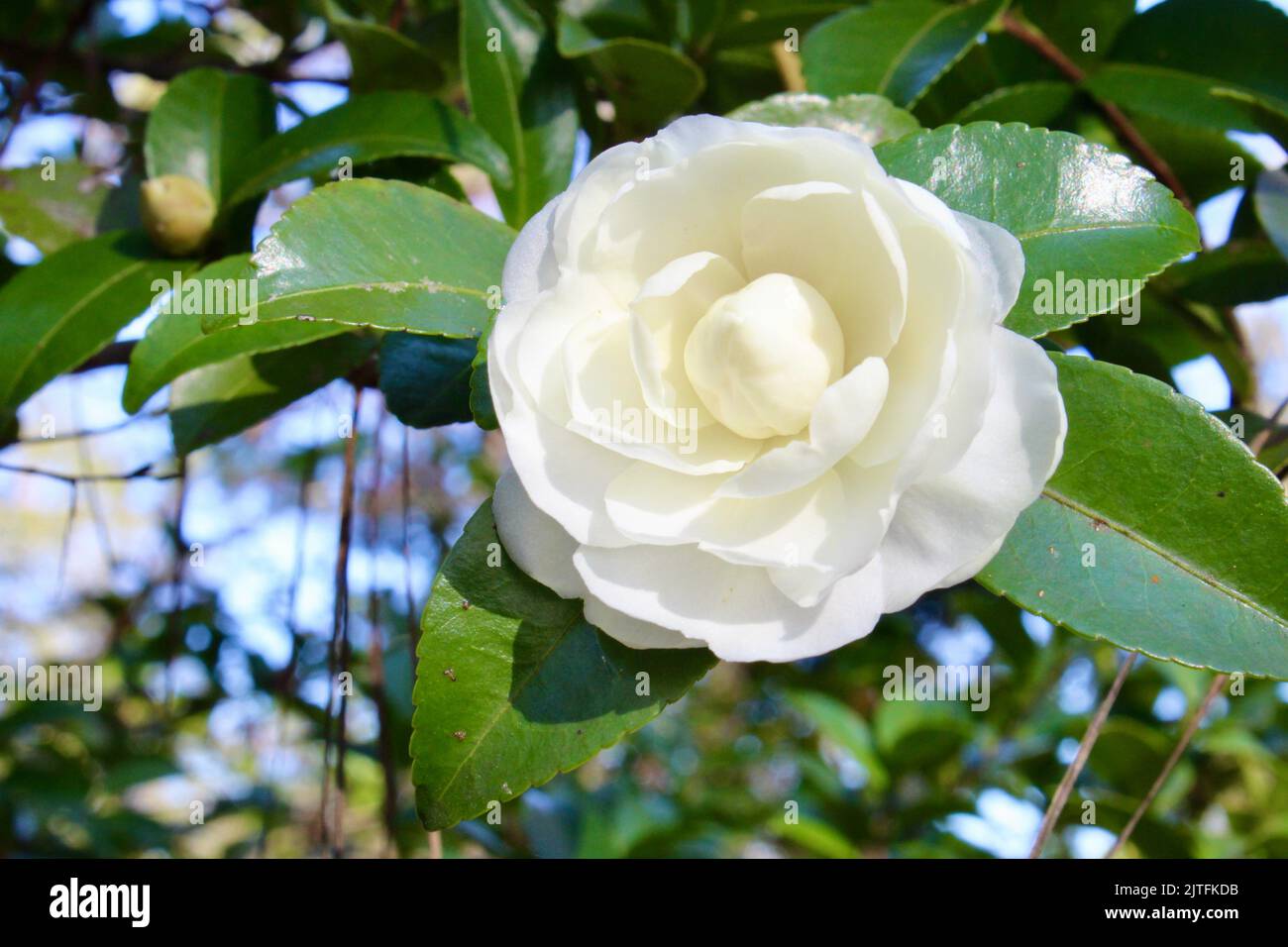 Different scenes of the natural world with focus on plants and flowers ...