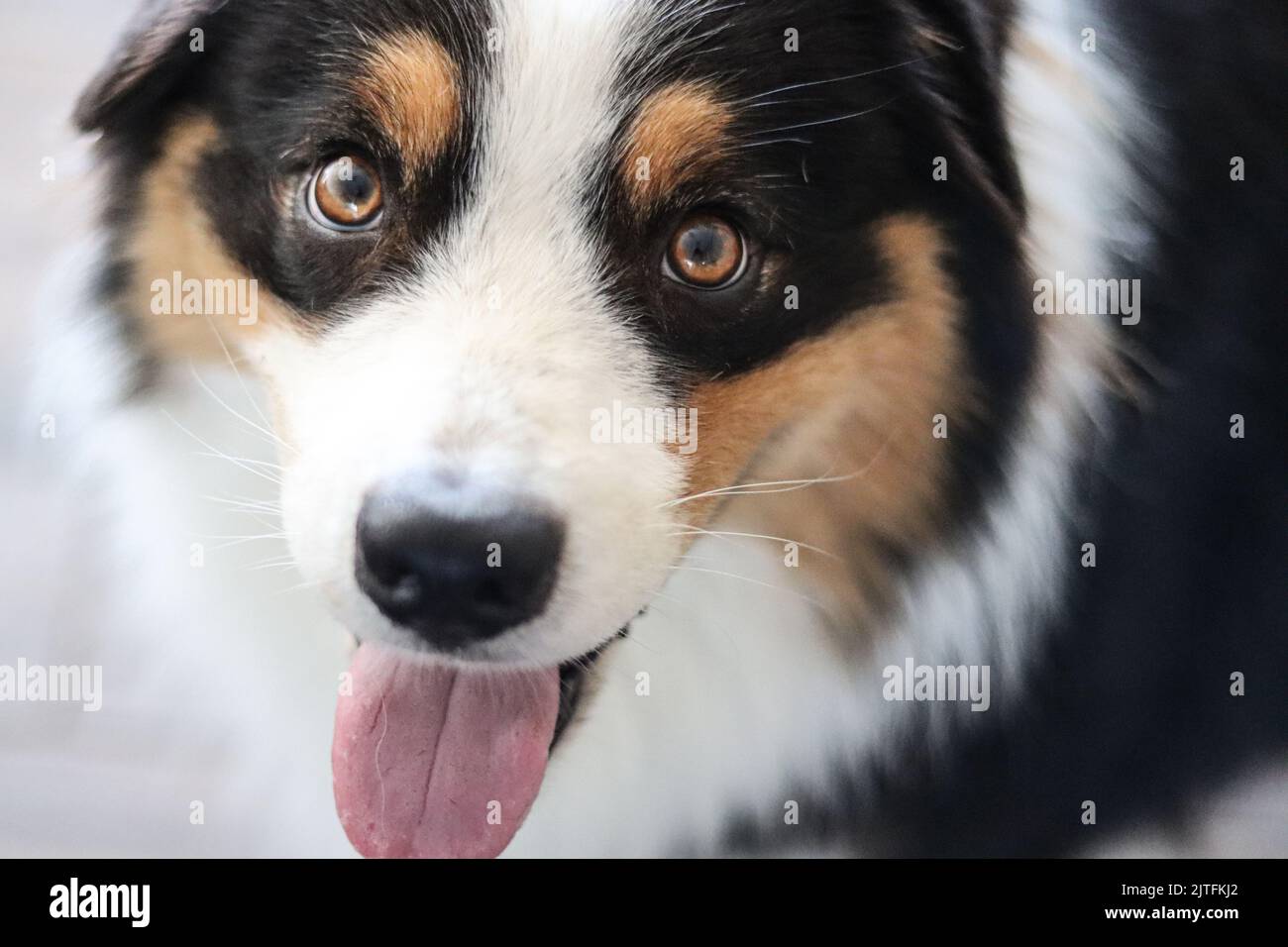 close-up of the head of a happy australian shepherd dog with its tongue ...