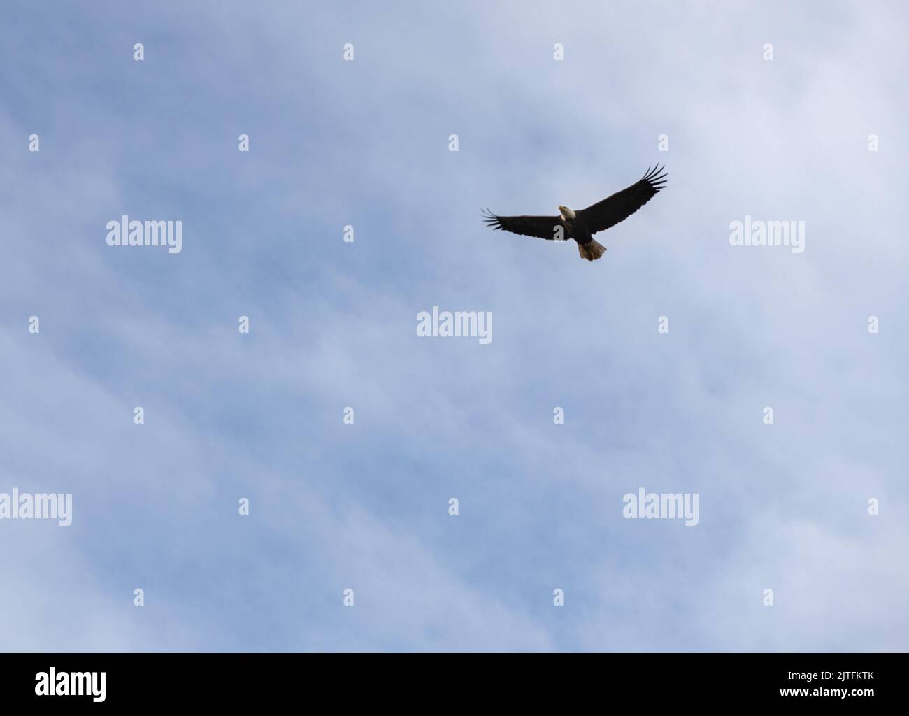 A bottom view of a high hovering Bald Eagle under a blue cloudy sky in ...