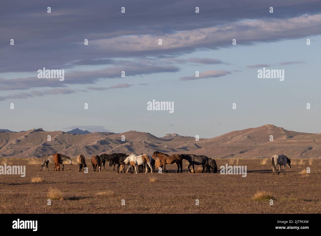 Wild horses in Spring in the Utah Desert Stock Photo - Alamy
