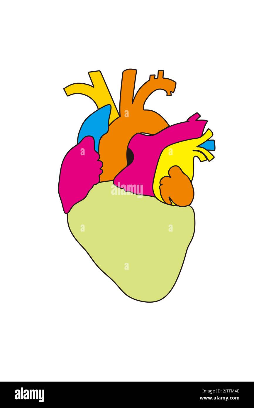 A vertical illustration of a colorful human heart with general vessels ...