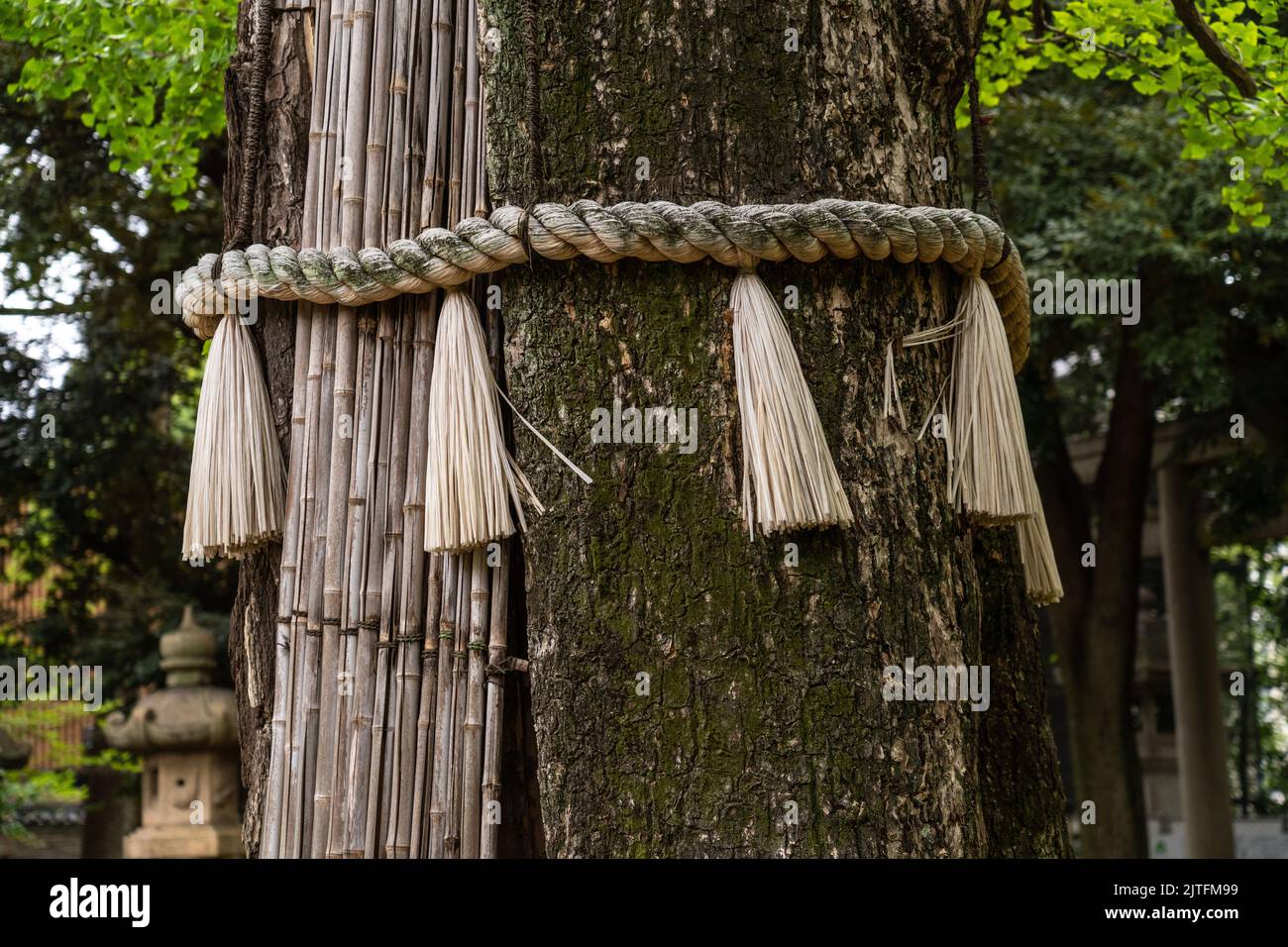 A Yorishiro rope tied around a 300 years old ginkgo tree at the Akasaka ...