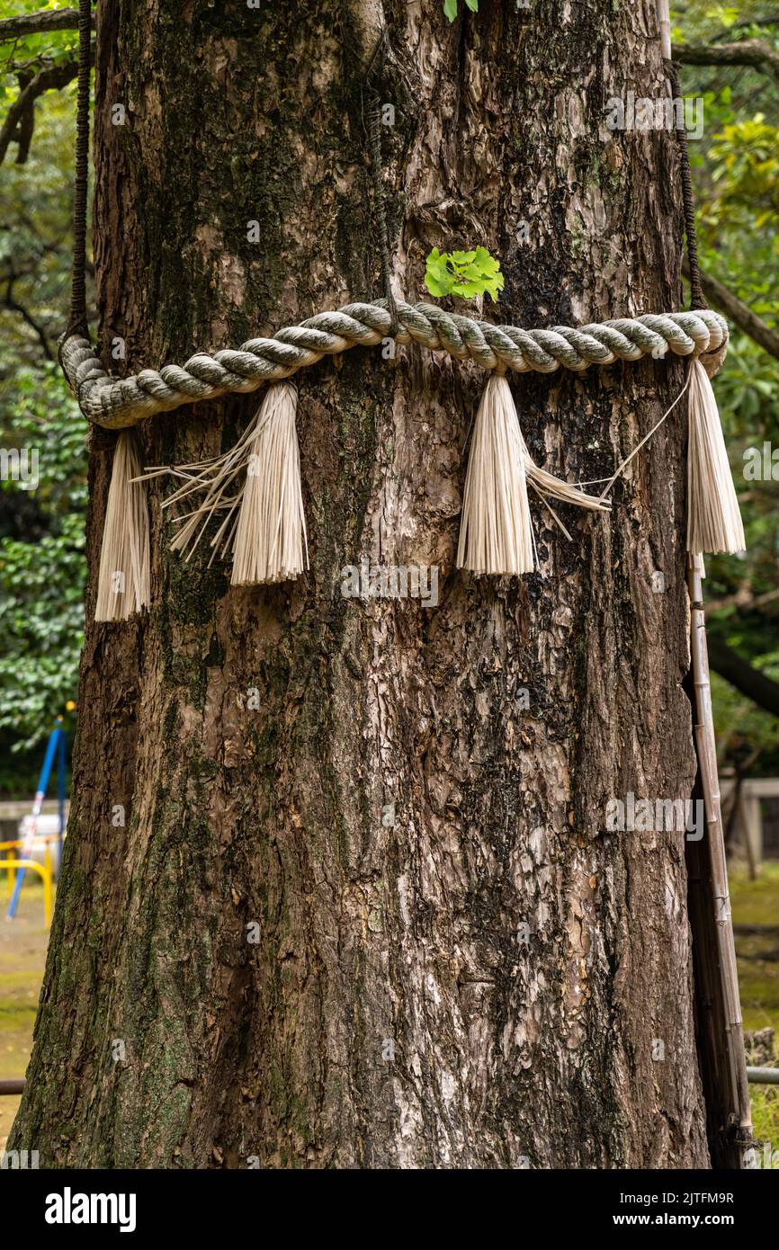 A Yorishiro rope tied around a 300 years old ginkgo tree at the Akasaka ...