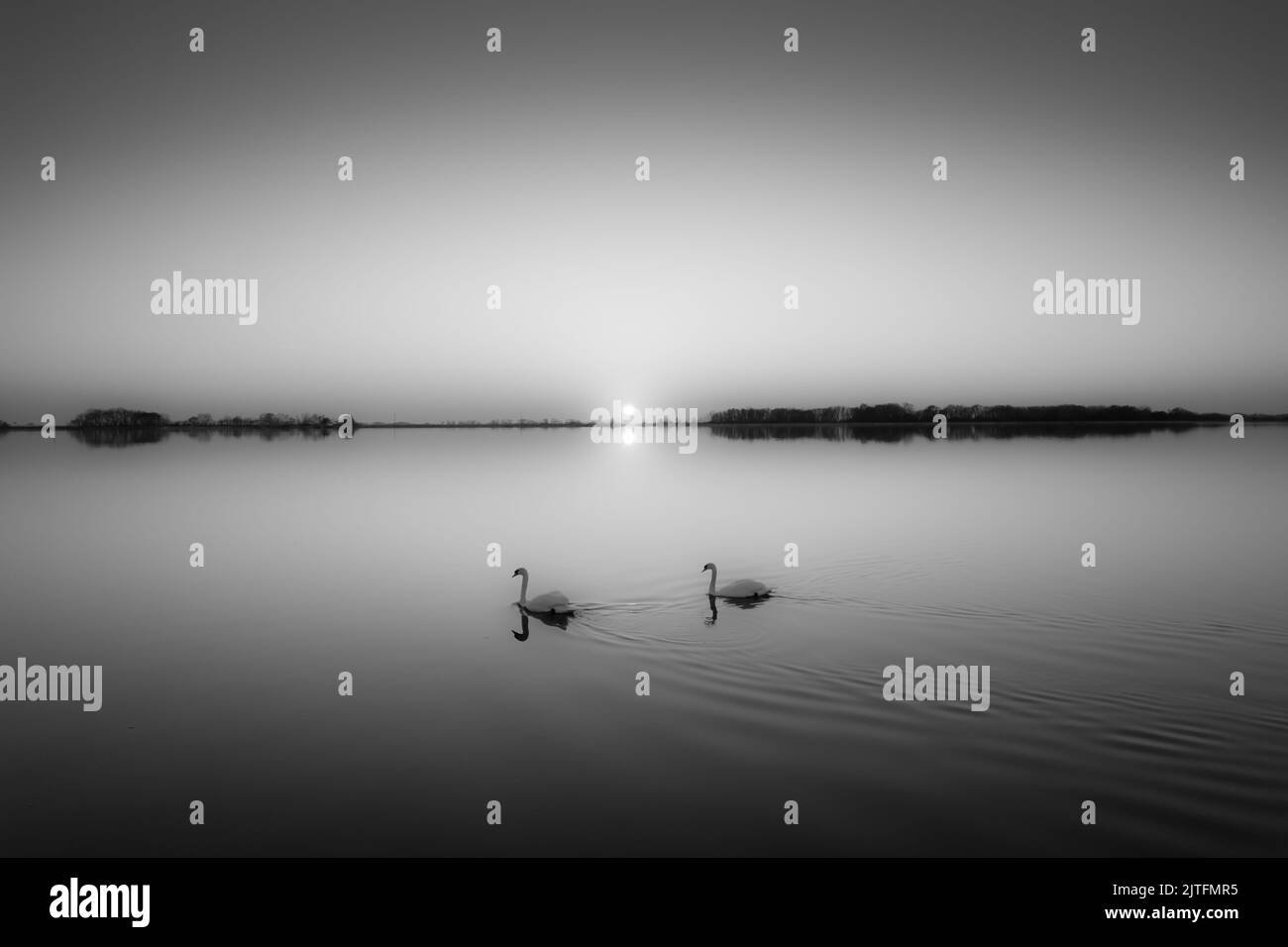 Black swans on white Black and White Stock Photos & Images - Alamy