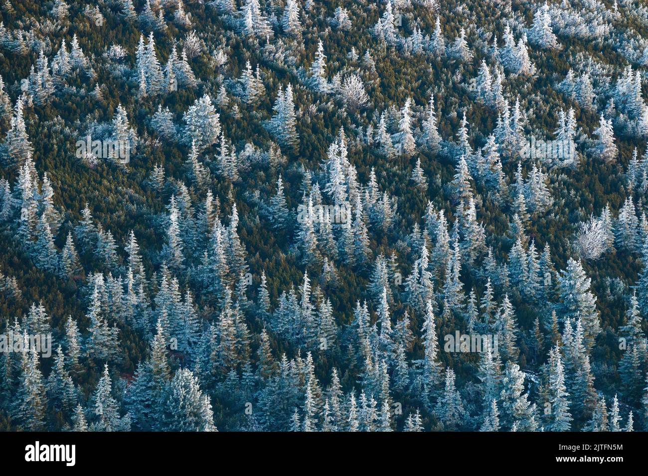 Frosted conifers on a slope of valley in cold autumn morning Stock ...
