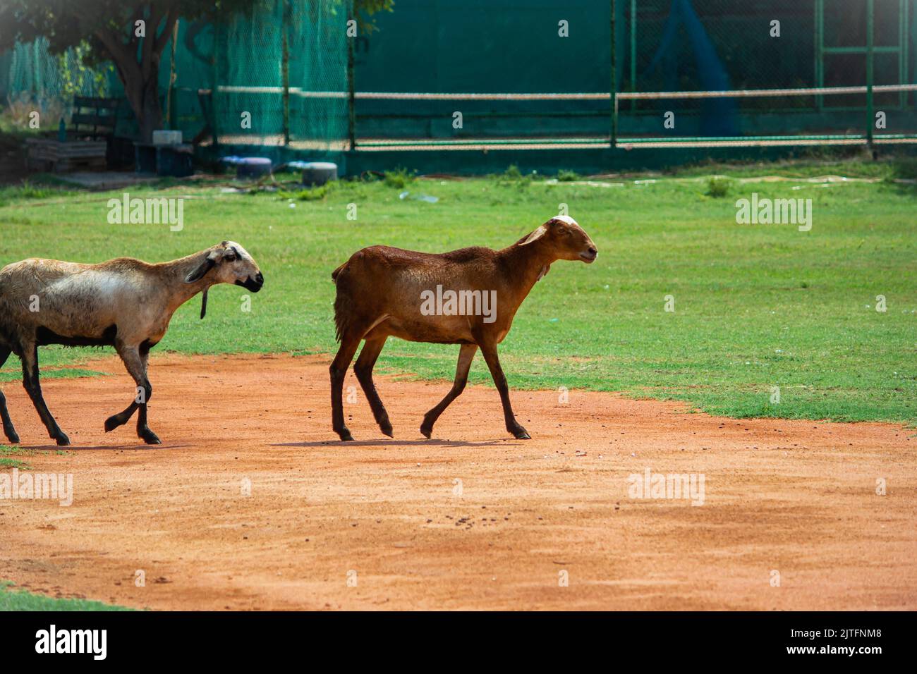 Pair of goats grazing over a green field Stock Photo - Alamy