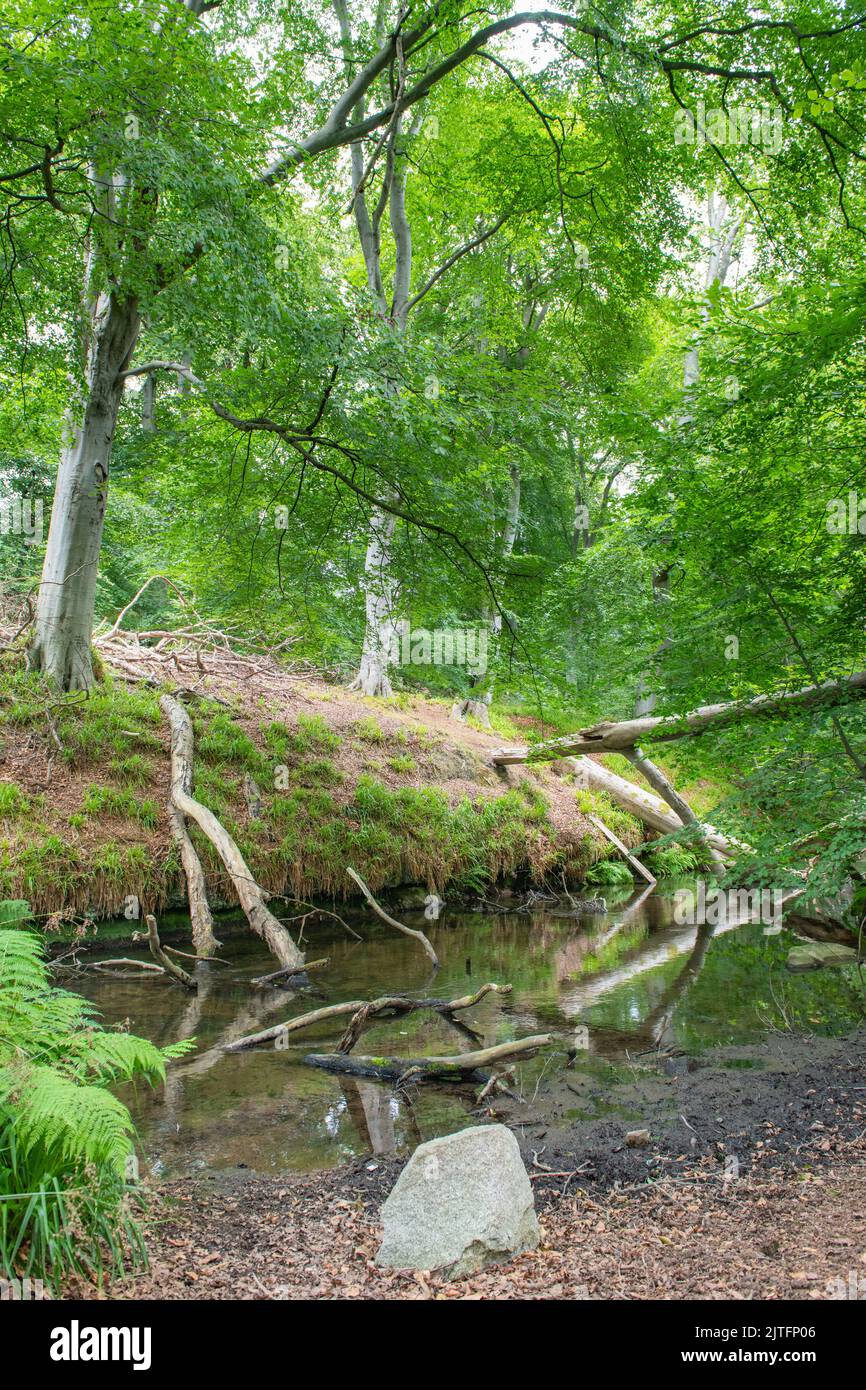 Woodland reflections - fallen trees in mill lade off the River Don ...