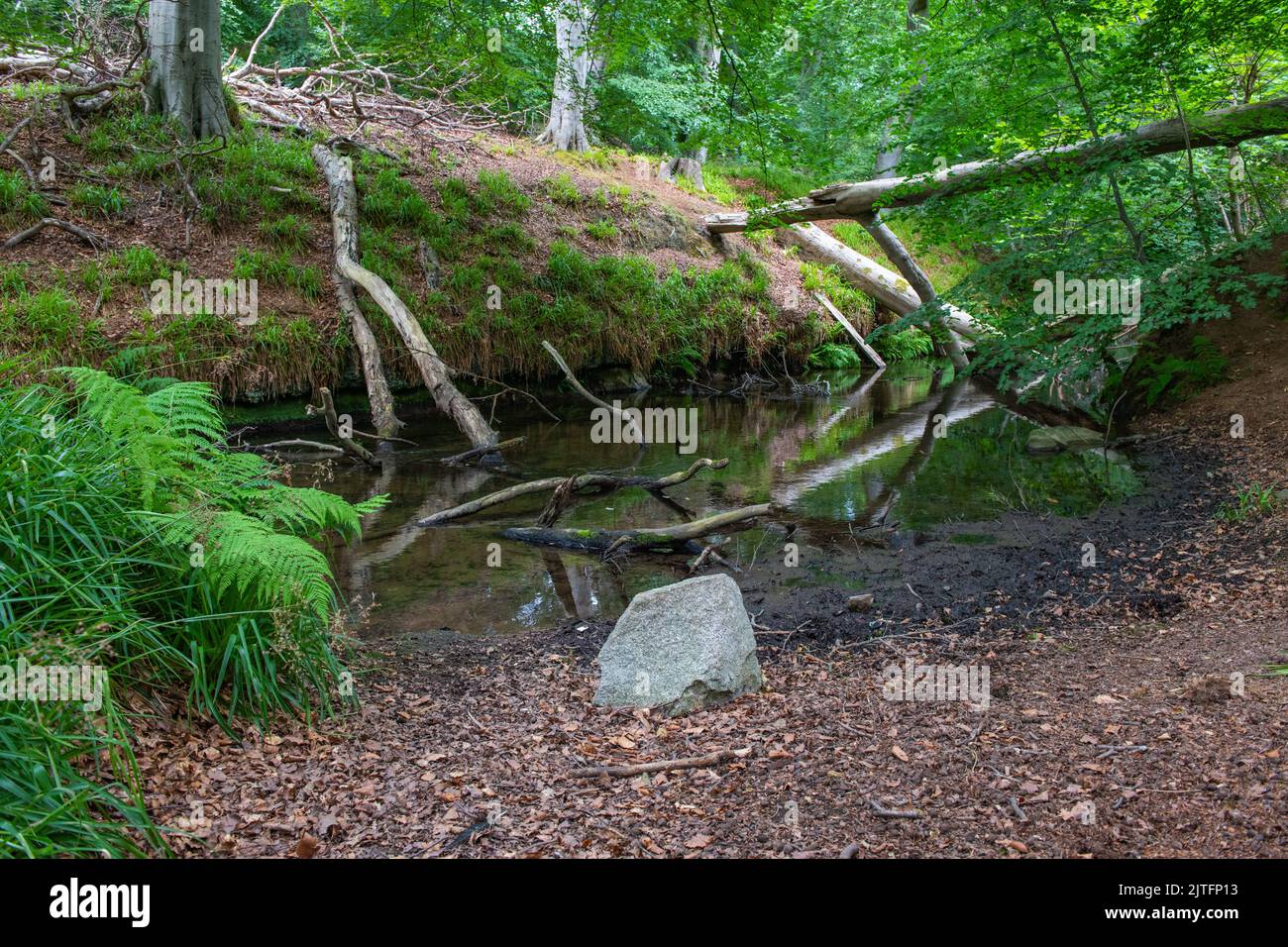 Woodland reflections - fallen trees in mill lade off the River Don ...