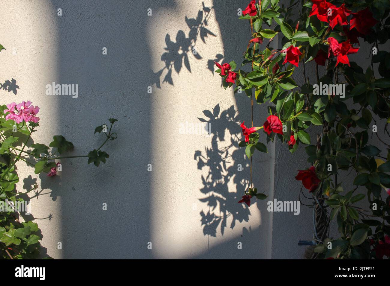 Plants cast hi-res stock photography and images - Alamy