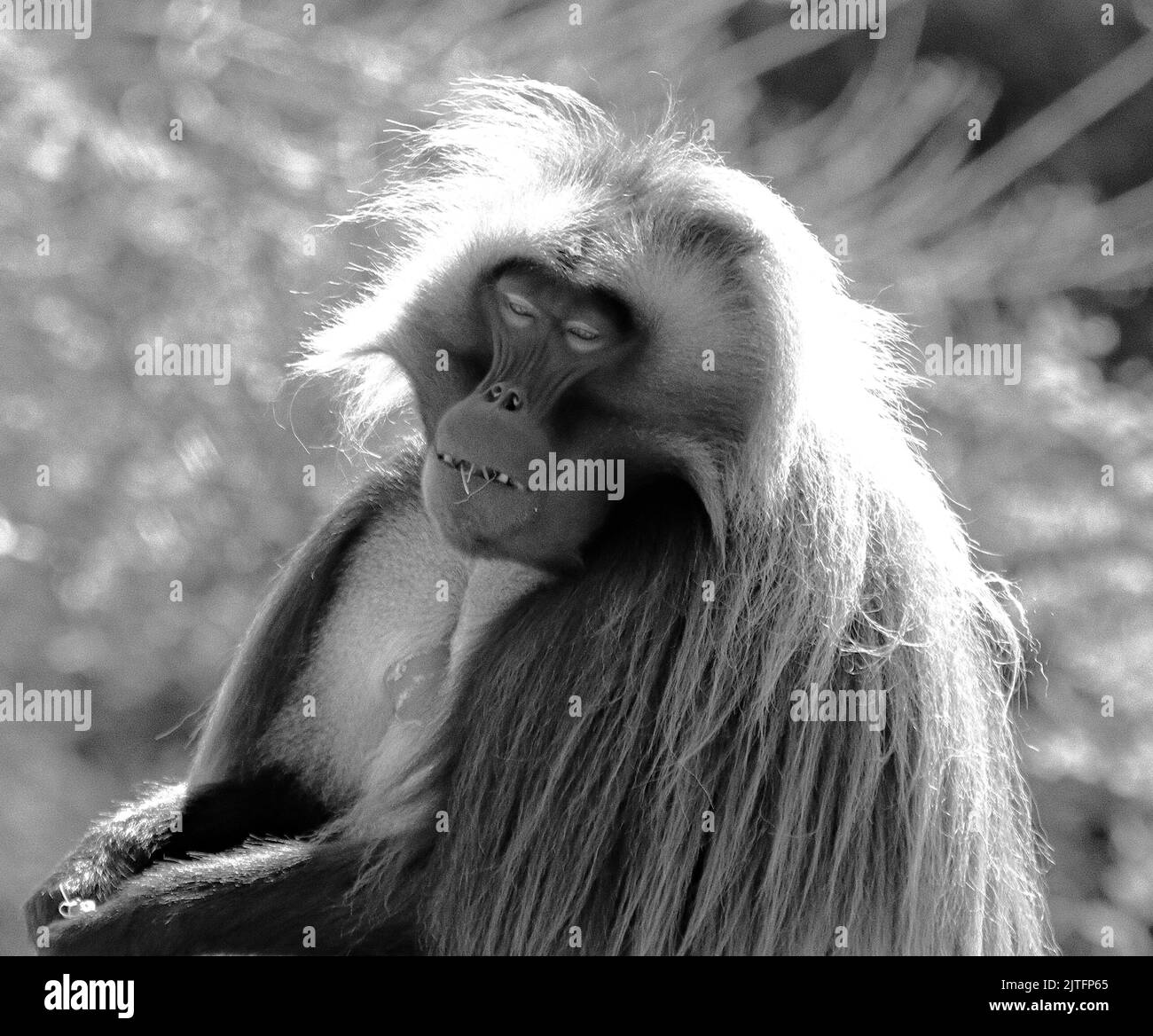 Gelada monkey Black and White Stock Photos & Images - Alamy