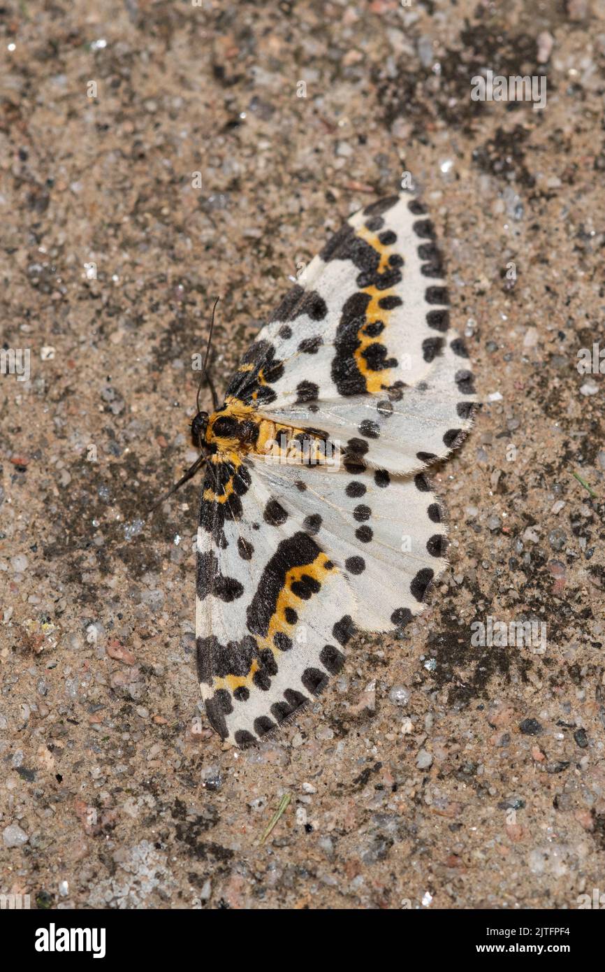 Magpie moth, (Abraxas grossulariata), Inverurie, Aberdeenshire ...