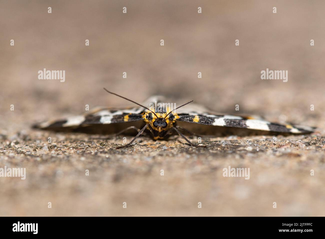 Magpie moth, (Abraxas grossulariata), Inverurie, Aberdeenshire ...