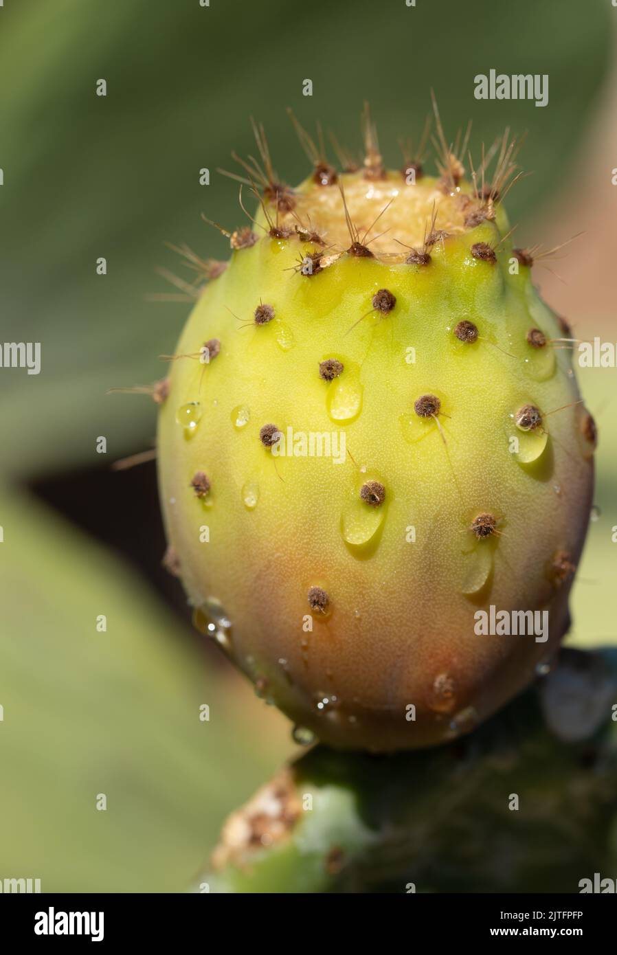Prickly pear fruit hi-res stock photography and images - Alamy