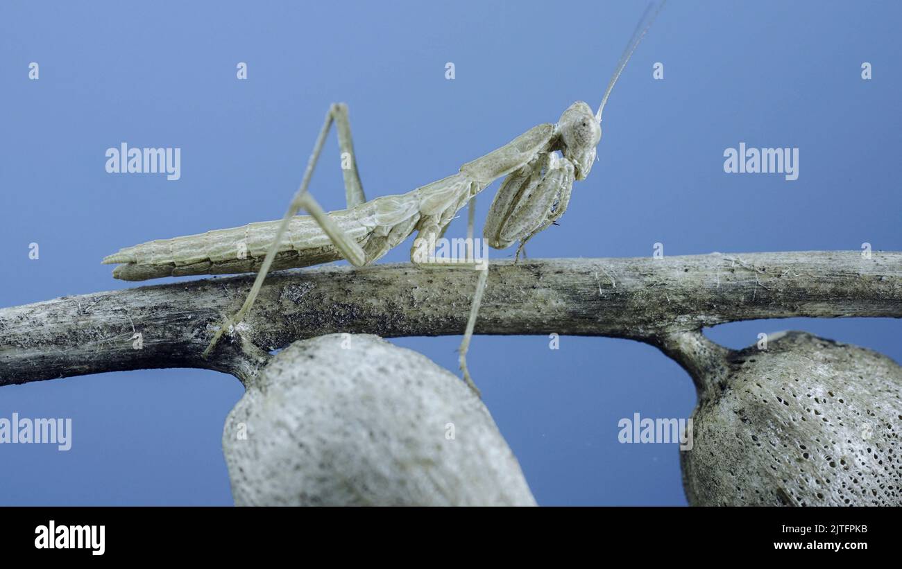 Closeup of small praying mantis sits on Henbane dry flowers on blue sky ...