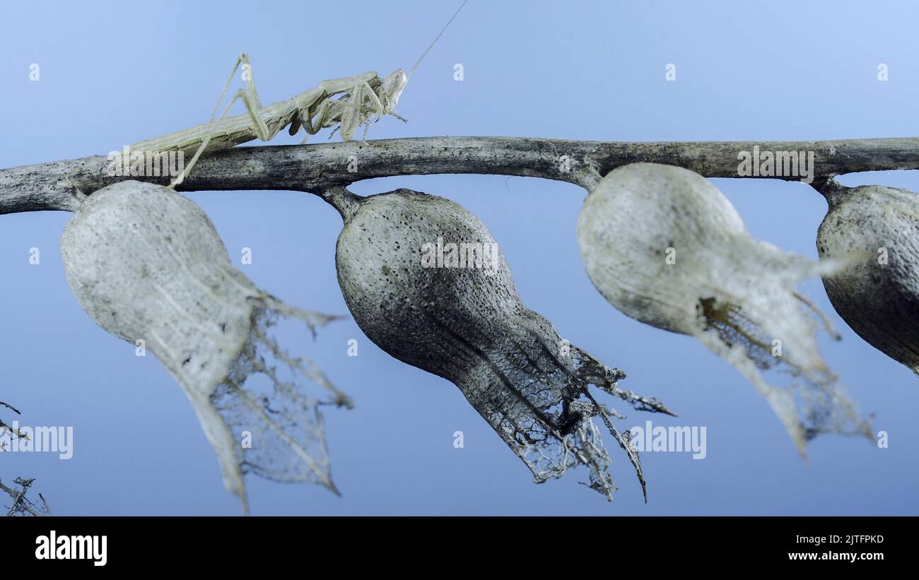 Closeup of small praying mantis sits on a dry shrub branch on blue sky ...