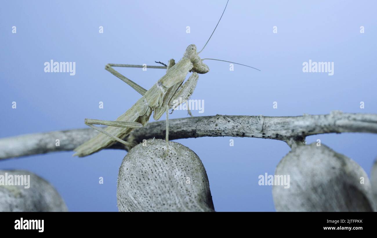 Small praying mantis sits on Henbane dry flowers and washes on blue sky ...