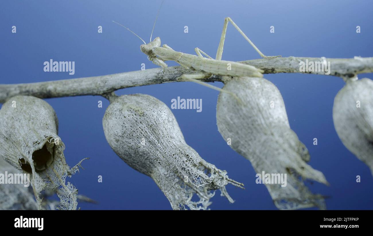 Closeup of small praying mantis sits on Henbane dry flowers on blue sky ...