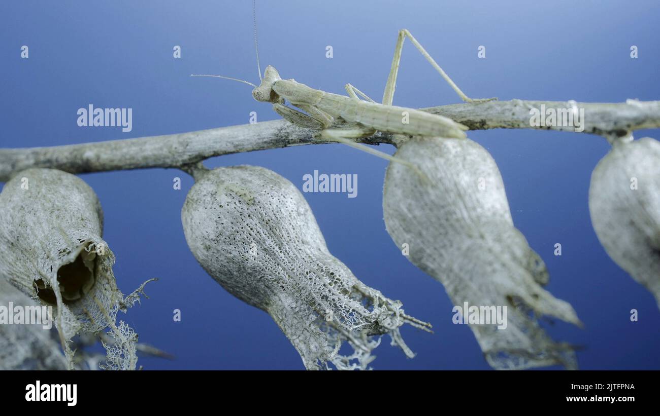 Closeup of small praying mantis sits on a dry shrub branch on blue sky ...