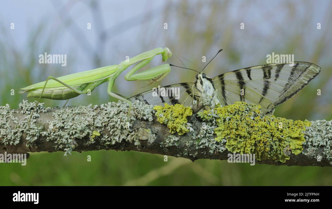 Green praying mantis sits on a tree branch and looks at on big ...