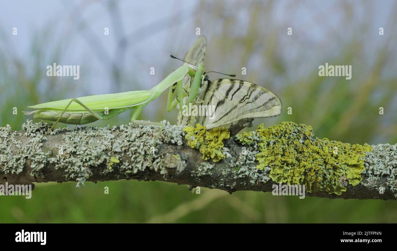Green praying mantis sits on a tree branch and eats big butterfly ...