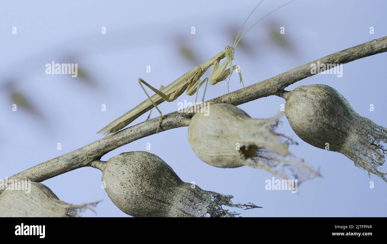Close up of small praying mantis sits on Henbane dry flowers on blue ...
