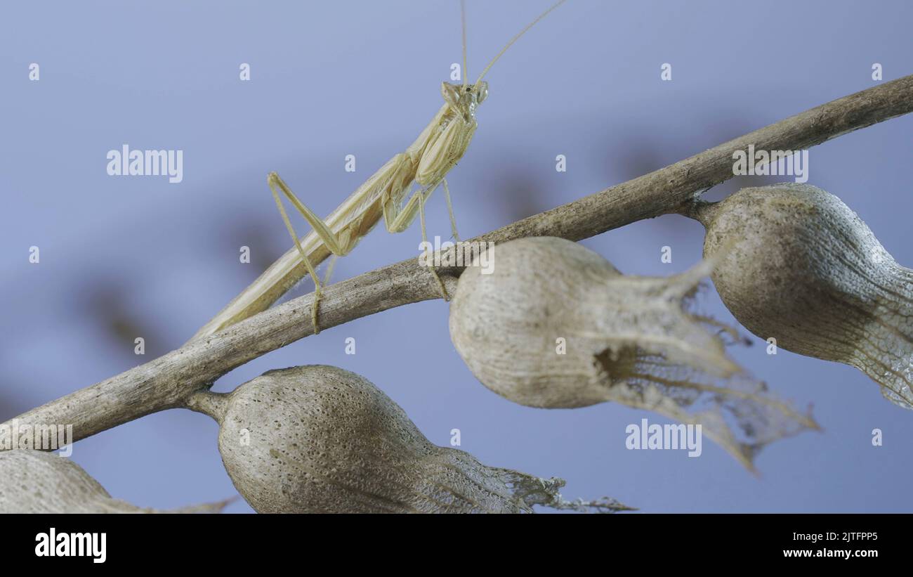 Small praying mantis sits on Henbane dry flowers and looks at on camera ...