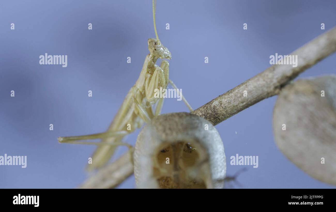 Close up of small praying mantis sits on Henbane dry flowers on blue ...