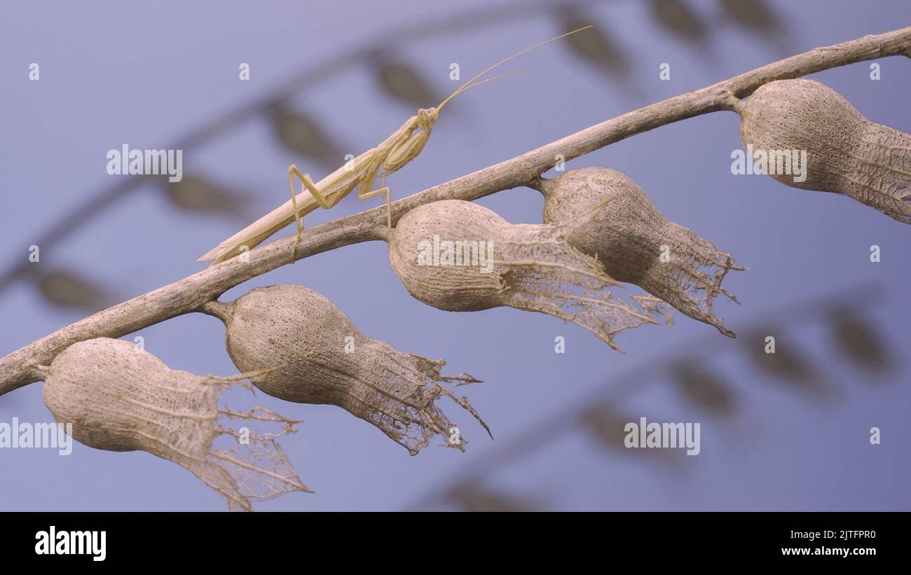 Close up of small praying mantis sits on Henbane dry flowers on blue ...