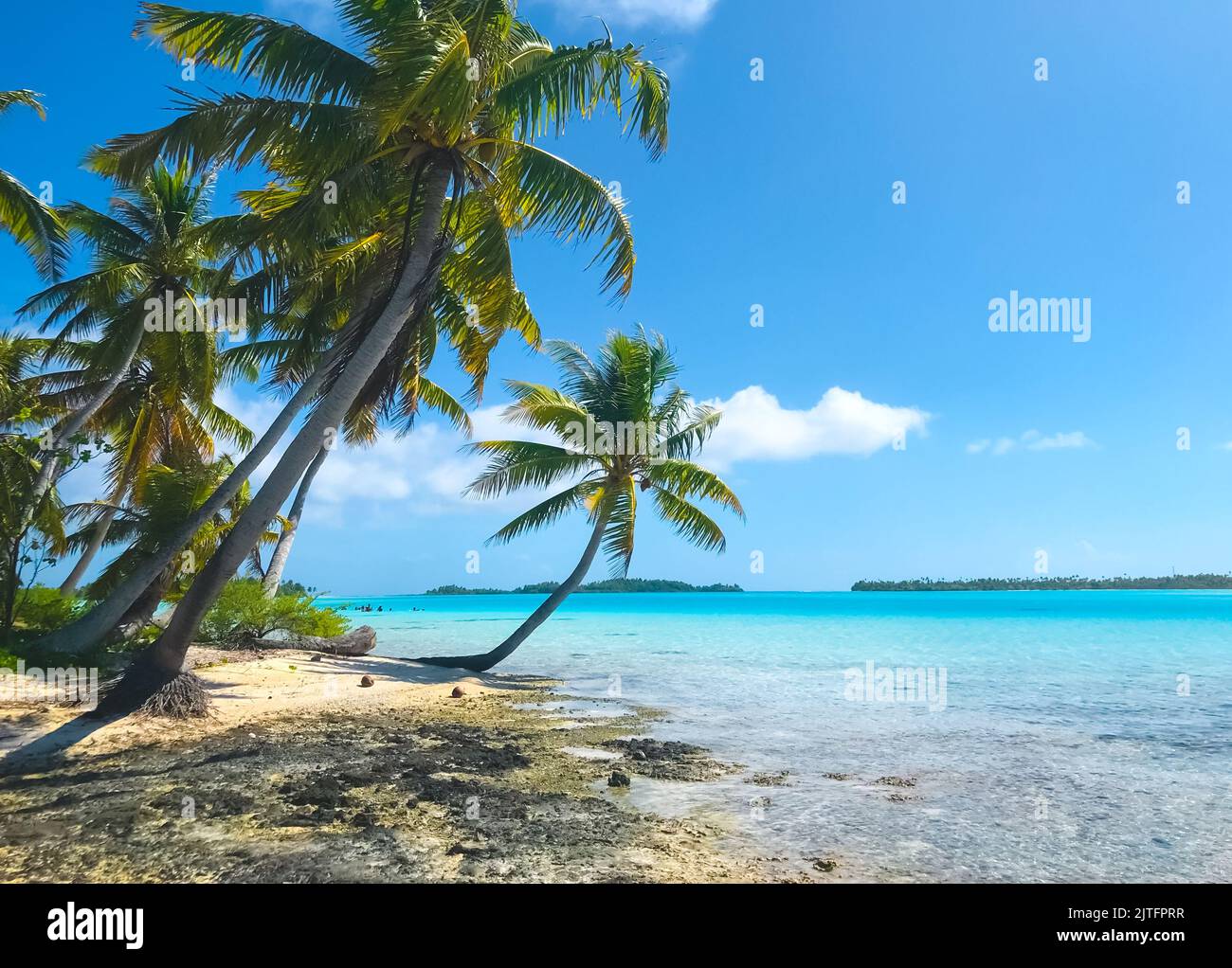 Exotic wild beach with white sand shore, coconut trees, turquoise water ...