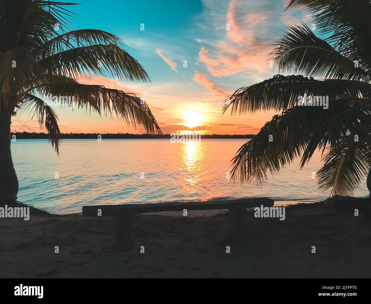 Sunset palm silhouette tree landscape. Amazing natural summer scenery ...